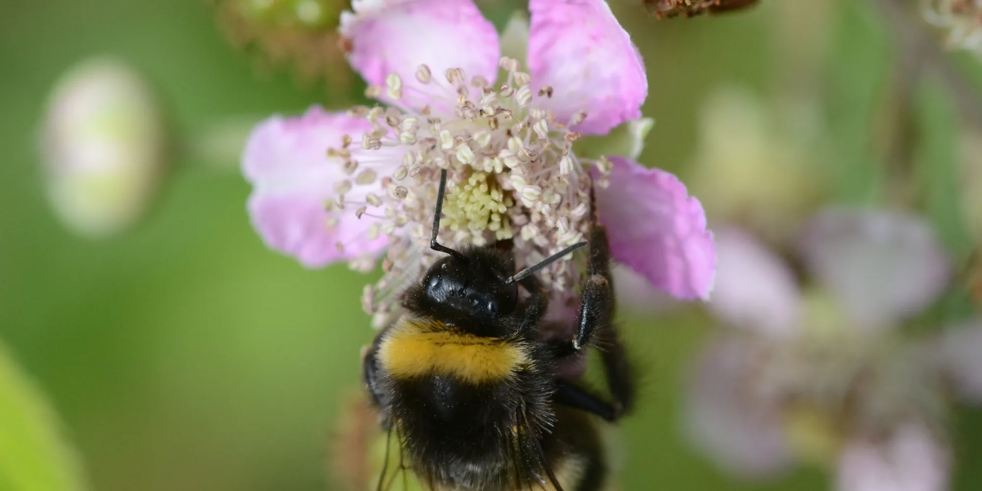 Insects Found at Hobbs Reserve Forest of Dean, Gloucestershire